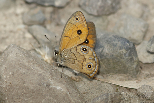Rock Ringlet (Hypocysta euphemia) · iNaturalist
