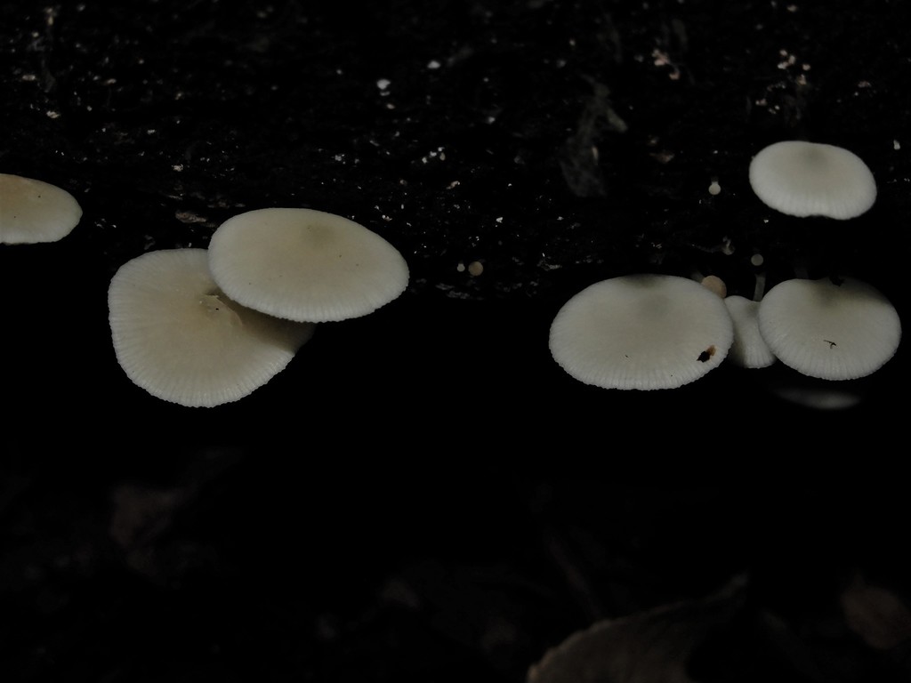 Lactocollybia from Ashhurst Domain, Ashhurst, New Zealand on January 24 ...