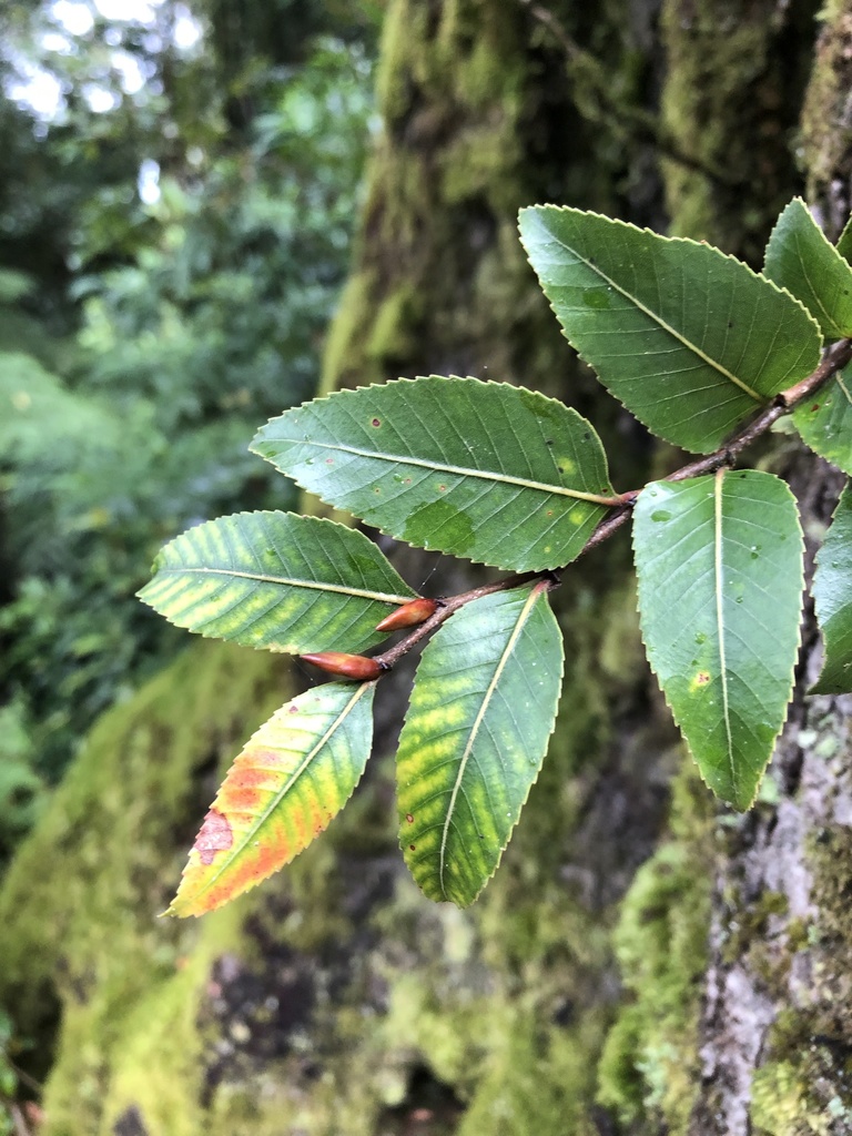 Australian beech in May 2021 by Liana · iNaturalist