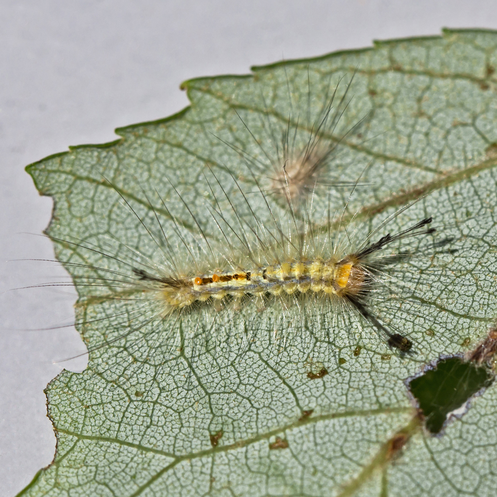 White-marked Tussock Moth from Bucks County, PA, USA on May 26, 2018 at ...