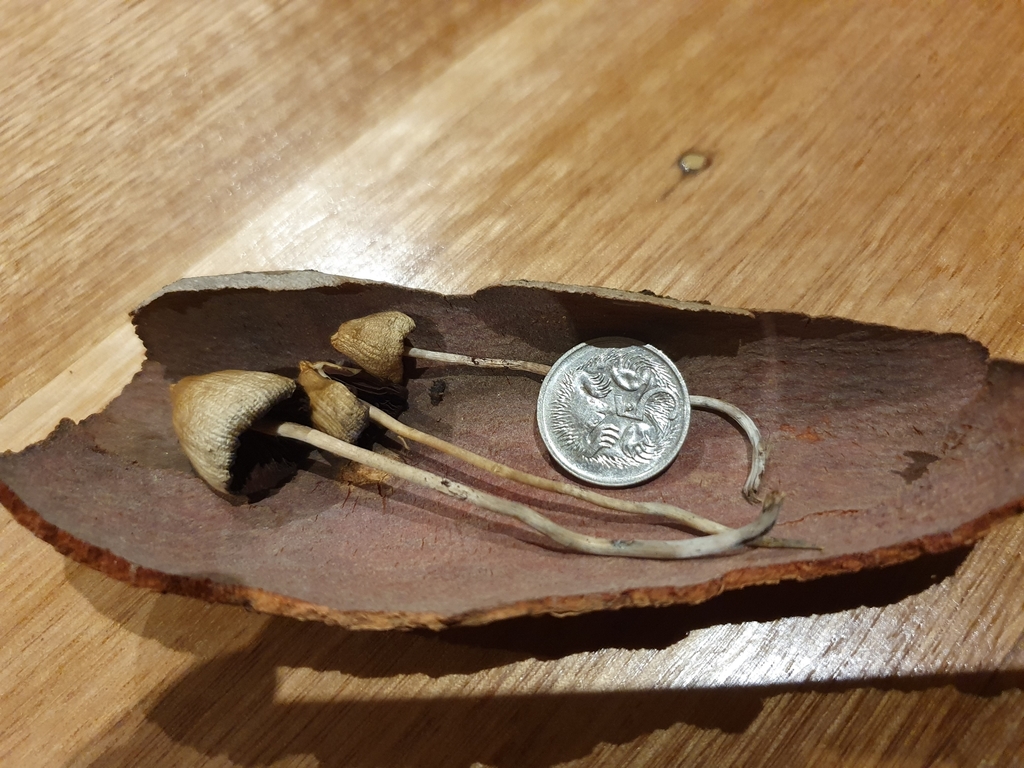 Liberty Cap in May 2021 by Martin Deering · iNaturalist