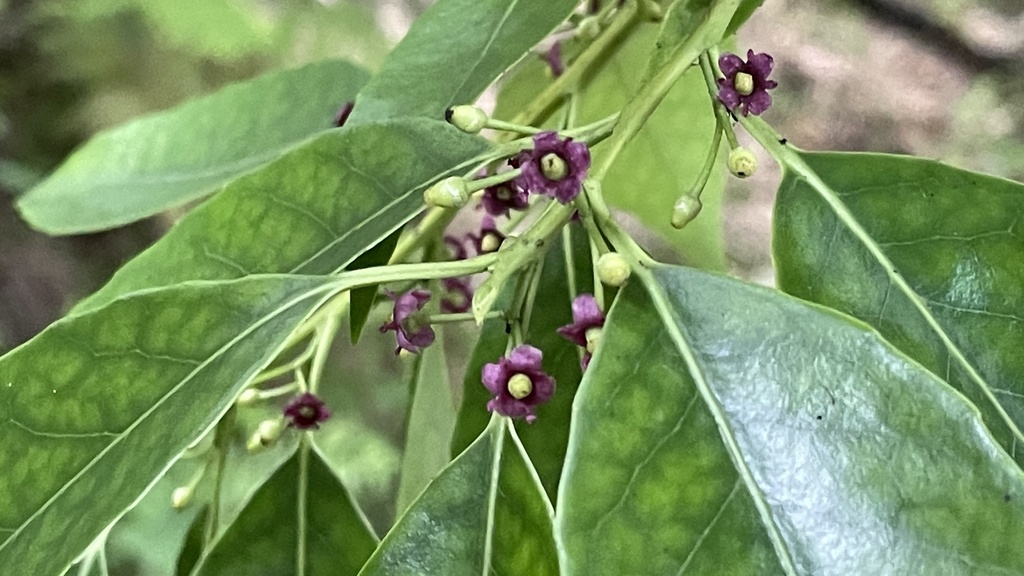 Ilex chinensis in May 2021 by Gregory Mihaich · iNaturalist