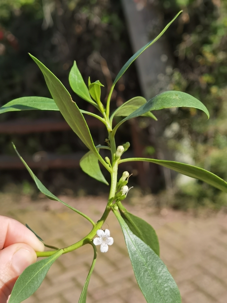 common boobialla from Eden, ZA-WC, ZA on May 23, 2021 at 12:04 PM by ...