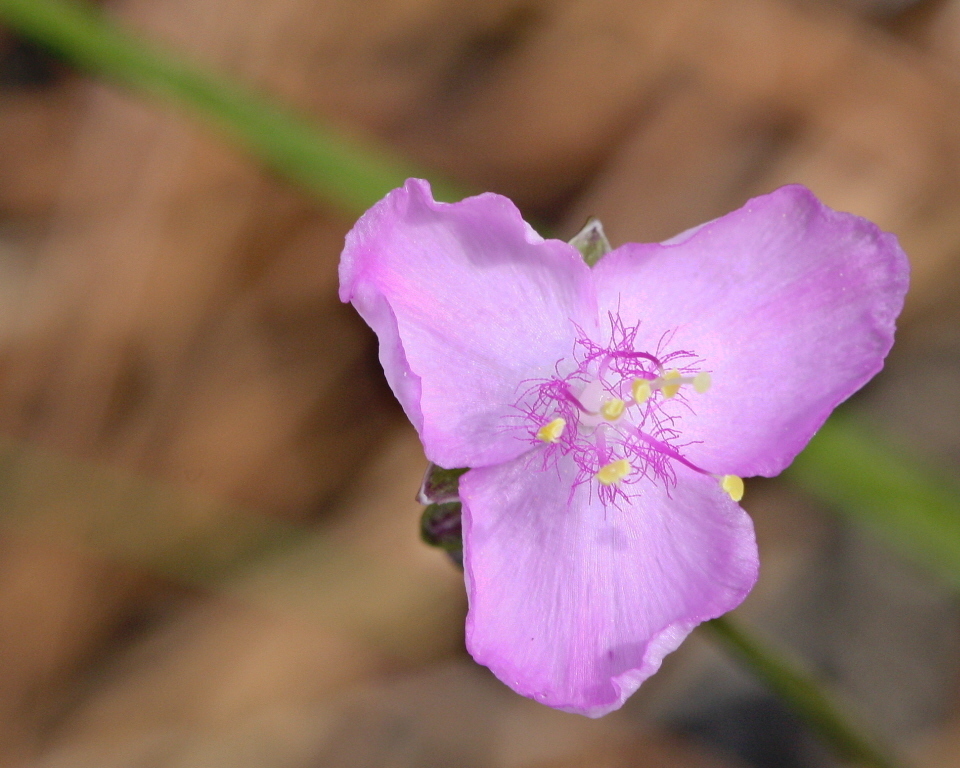 Scrub roseling (Plants (part I) of Archbold Biological Station, Venus ...
