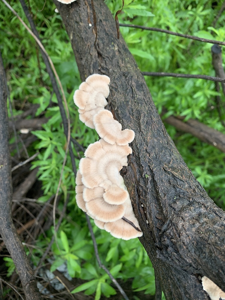 splitgill mushroom from Rock Quarry Rd, Dallas, TX, US on May 23, 2021 ...