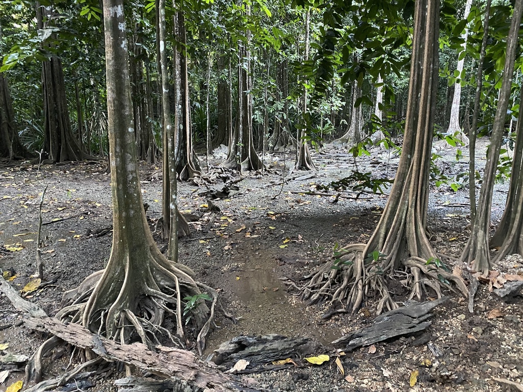 Polynesian chestnut from Christmas Island, Christmas Island, CX on May ...