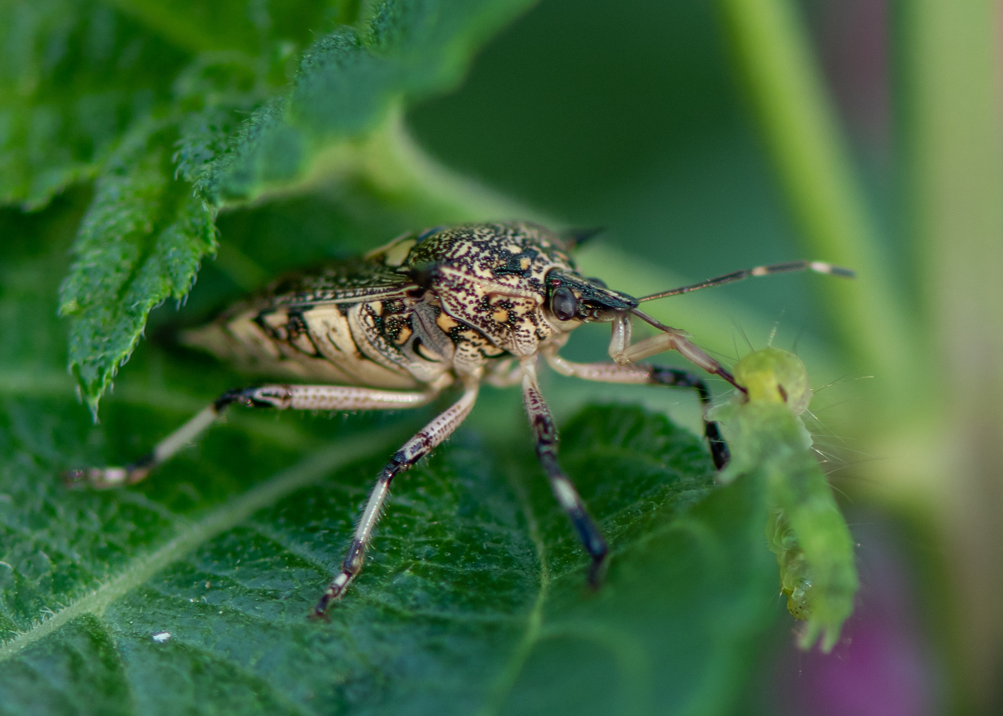 Eocanthecona furcellata (Wolff, 1811)