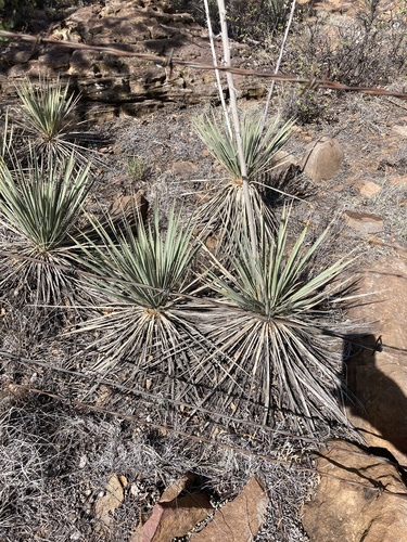 New Mexican Blue Yucca (Yucca neomexicana) · iNaturalist