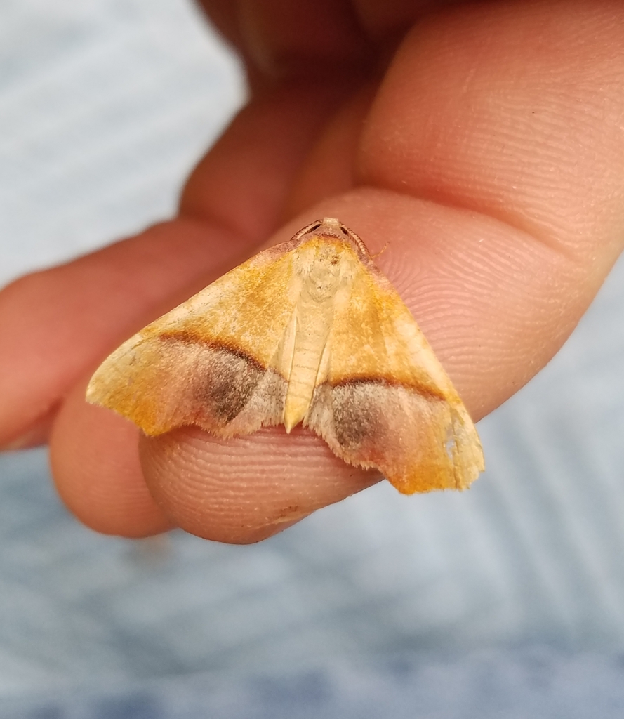 Straight-lined Plagodis Moth from Big Falls Rd on May 23, 2021 at 06:35 ...
