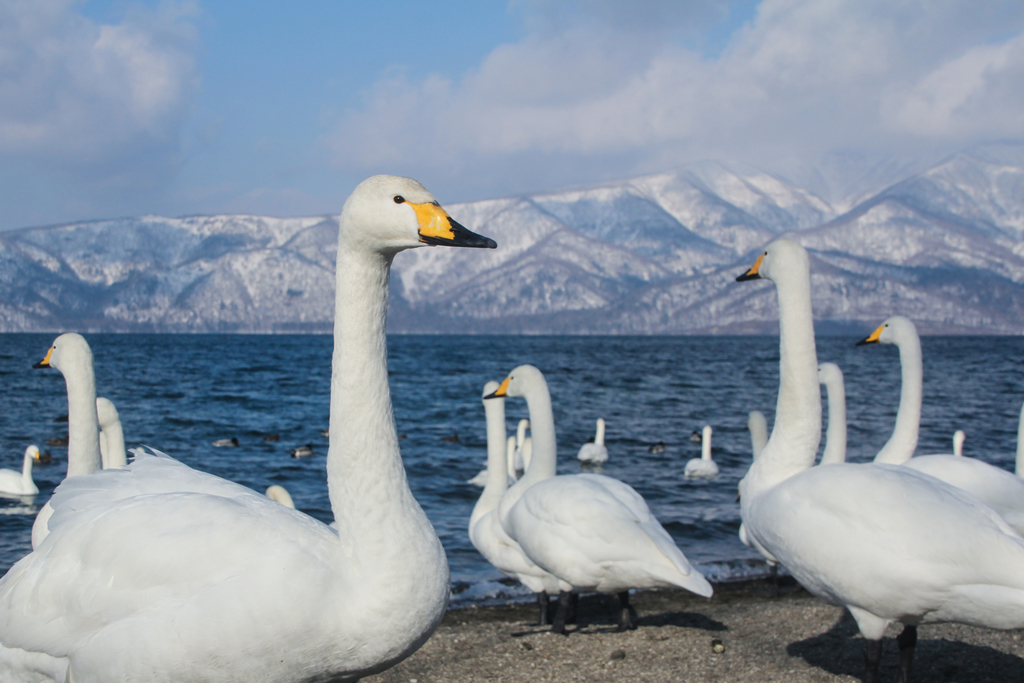 Whooper Swan from 1-570 Biruwa, Teshikaga-chō, Kawakami-gun, Hokkaidō ...