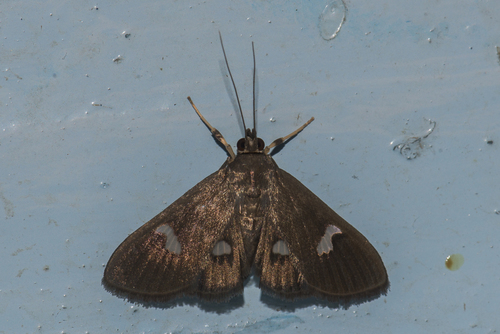 Patania inferior · iNaturalist