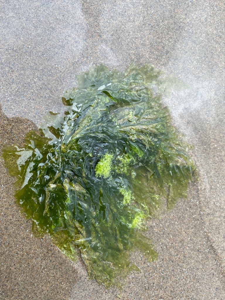 Broadleaf Sea Lettuce from North Atlantic Ocean, Halifax, CA on May 23 ...