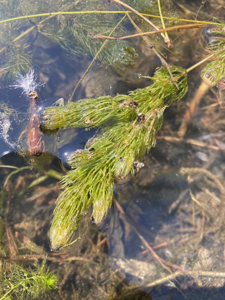 coontail from Dickinson Ave, Port Rowan, ON, CA on May 23, 2021 at 10: ...