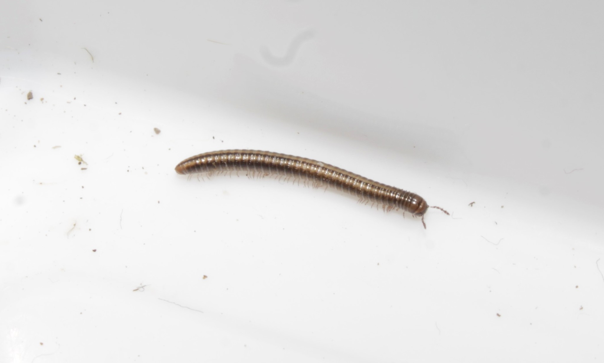 Brachyiulus lusitanus Verhoeff, 1898