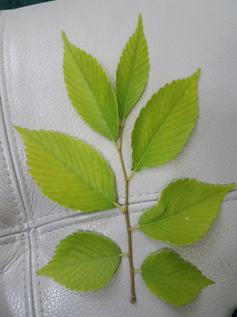 elm family from Midtown, Sacramento, CA, USA on May 15, 2018 at 06:46 ...