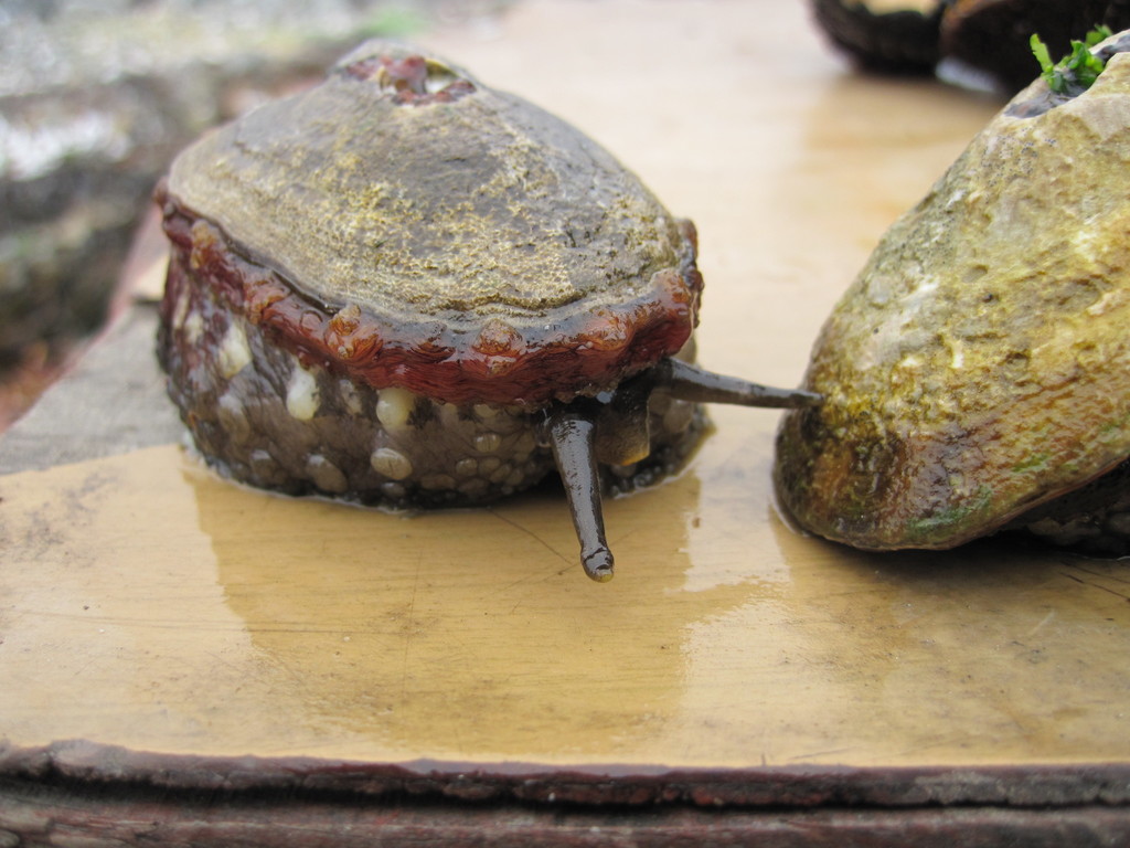 Lapa ocho (Las Lapas Cerradura de Chile (Mollusca, Fissurellidae ...