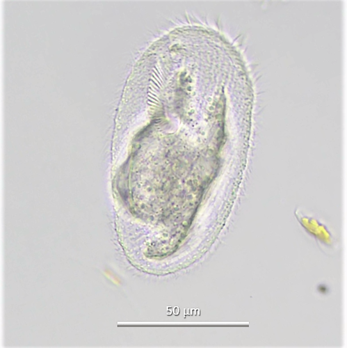 (Peritromus faurei)