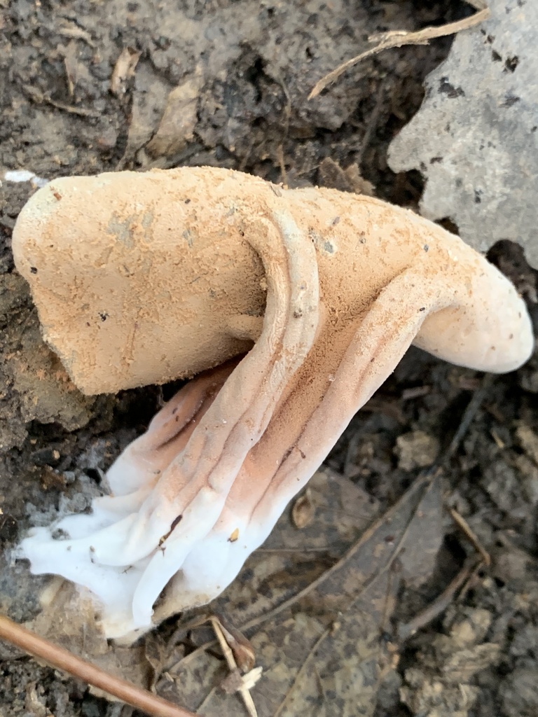 Hypomyces cervinigenus from E College Ave, Lincoln, KS, US on May 23 ...