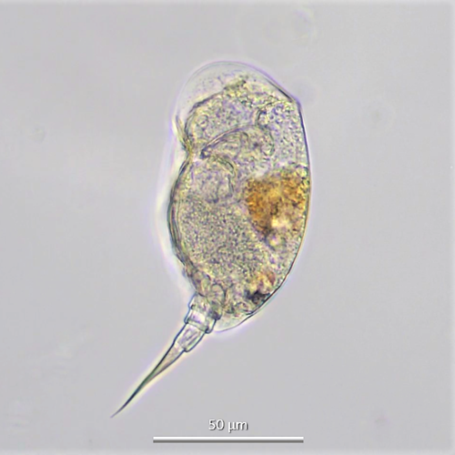 Colurella salina · iNaturalist