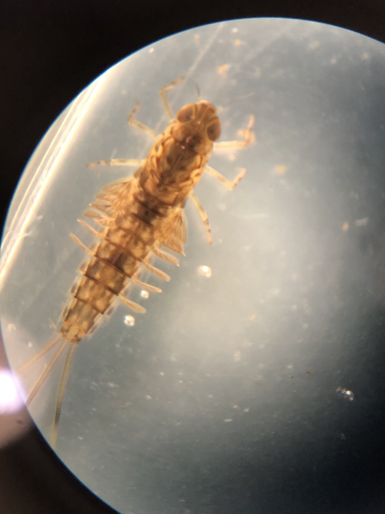Summer Mayfly from Scottish Centre for Ecology and the Natural ...