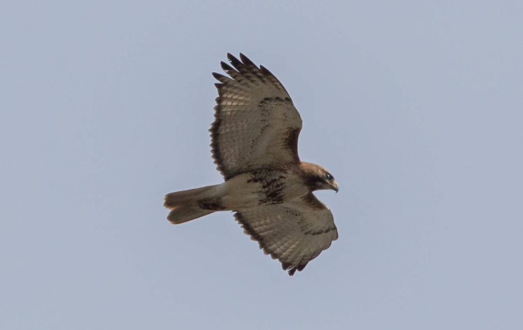 Red-tailed Hawk from Salem, VA 24153, USA on May 22, 2021 at 09:14 AM ...