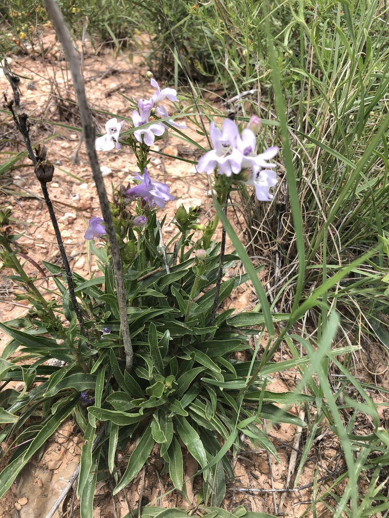 White-flower Beardtongue from Borden County, US-TX, US on May 22, 2021 ...