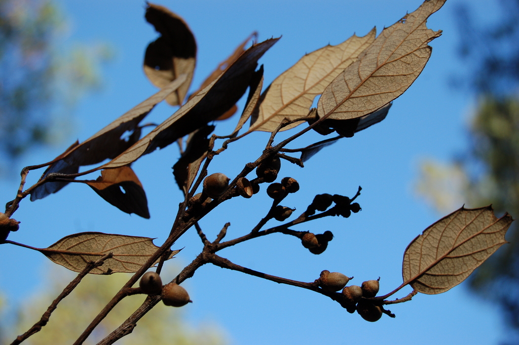 encino blanco (Flora del bosque mesófilo de montaña y vegetación ...