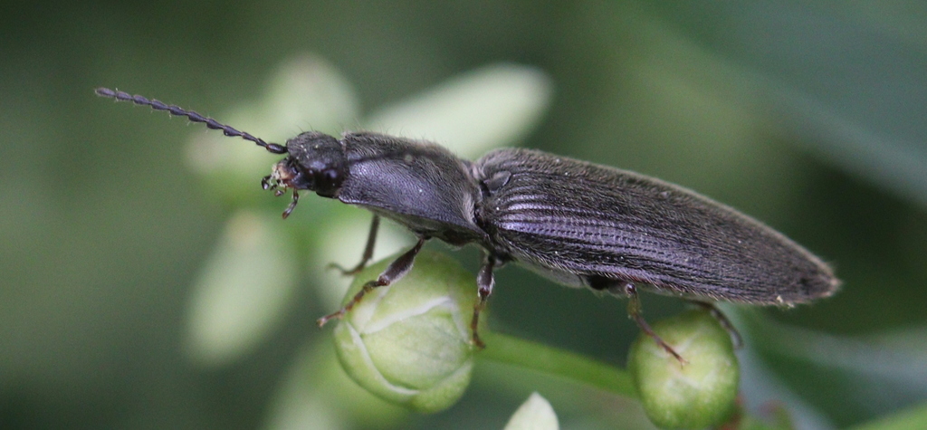 common brown click beetle from Busko County, Poland on May 23, 2021 at ...