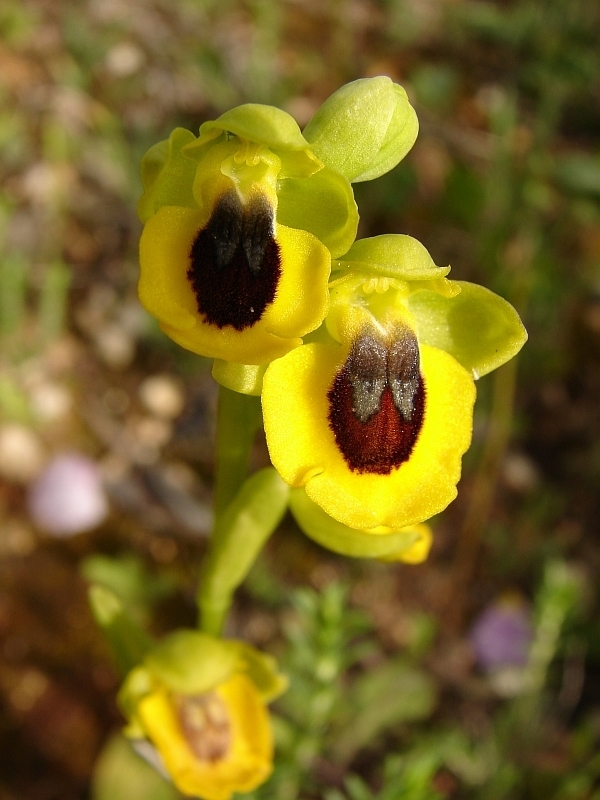 Yellow Bee-orchid and relatives (Orchidaceae La Rioja) · iNaturalist
