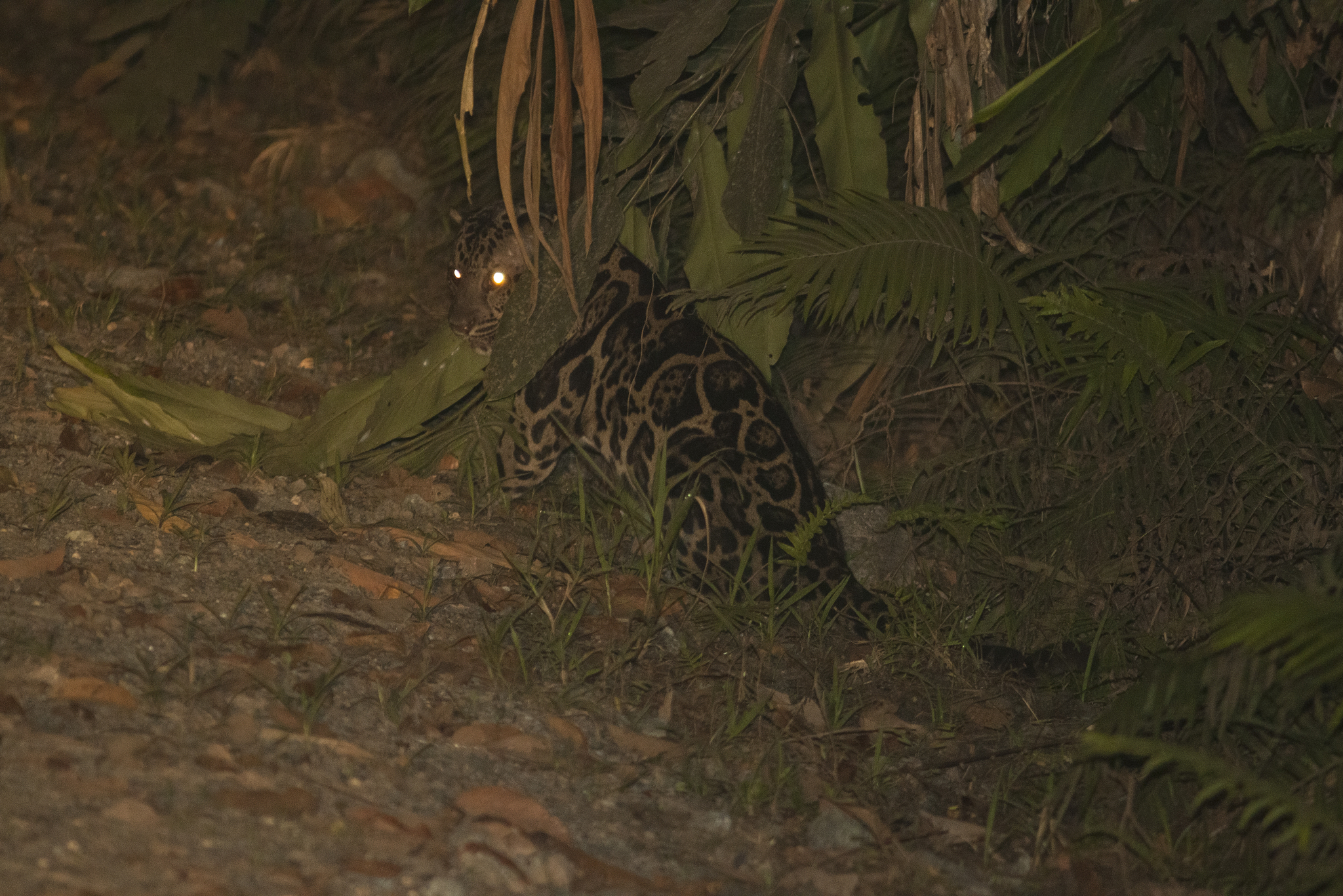 Clouded Leopard Camouflage