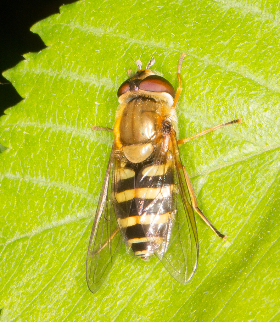 Common Flower Flies from Essex, UK on May 23, 2021 at 08:35 AM by Jon J ...