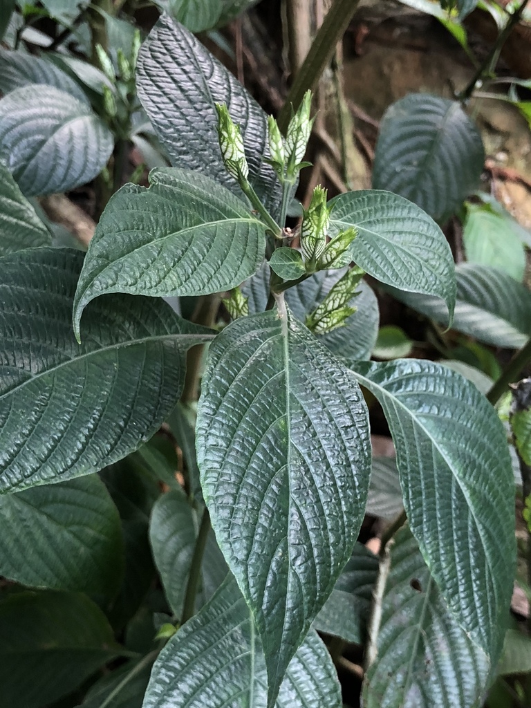 Blue Eranthemum (Eranthemum pulchellum) - Botanical Realm