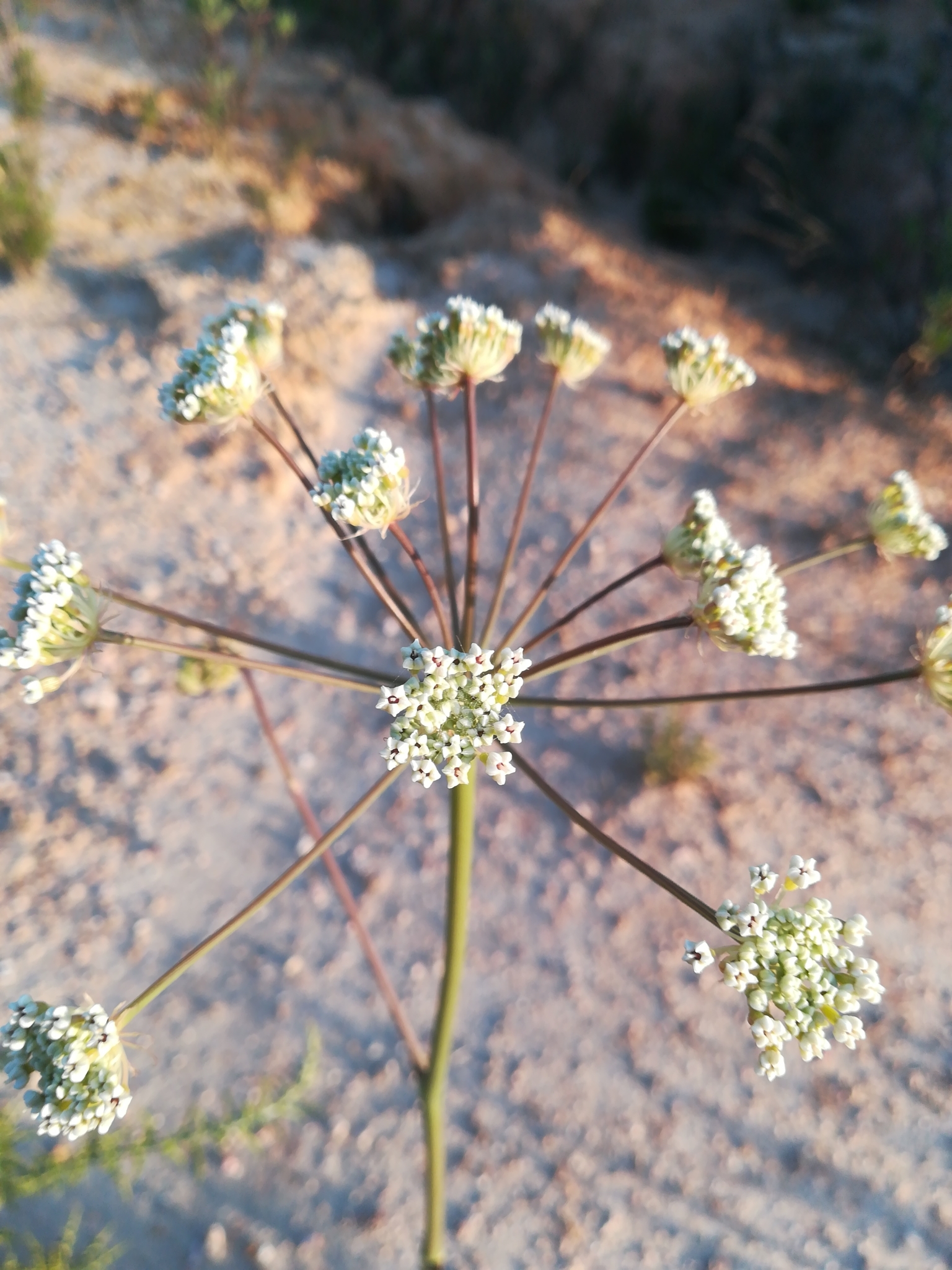 Thapsia gummifera (Desf.) Spreng.