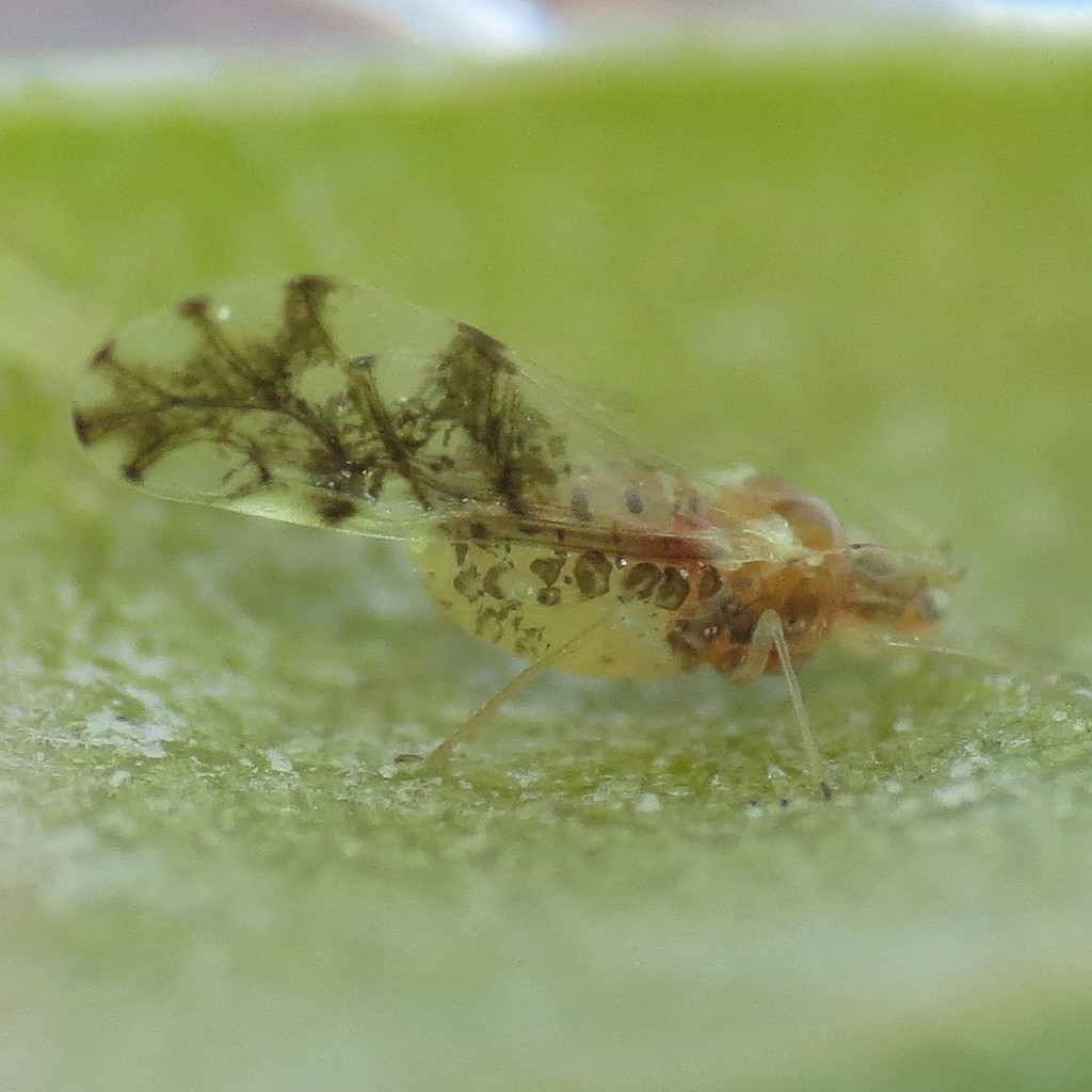 Regular Oak Aphid from Tucson, AZ, USA on January 24, 2018 at 04:50 PM ...