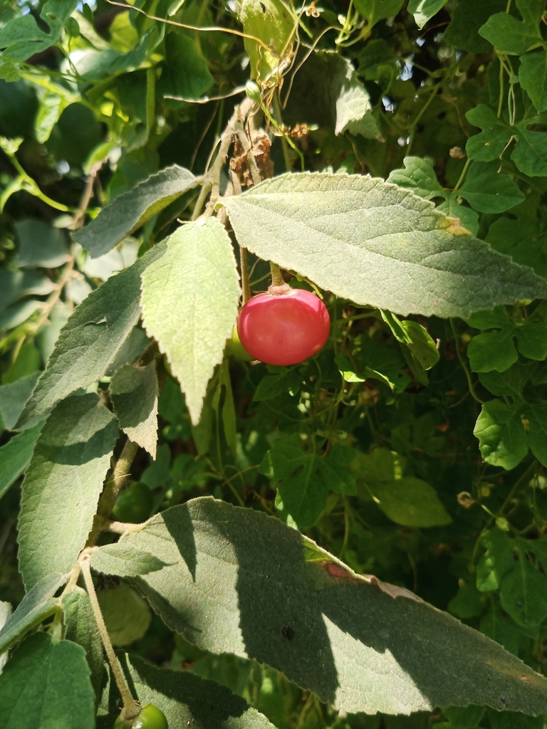 calabur tree (Muntingia calabura) - Botanical Realm