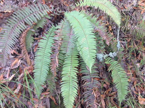 ferns on October 29, 2014 at 10:21 AM by kbanta2018 · iNaturalist