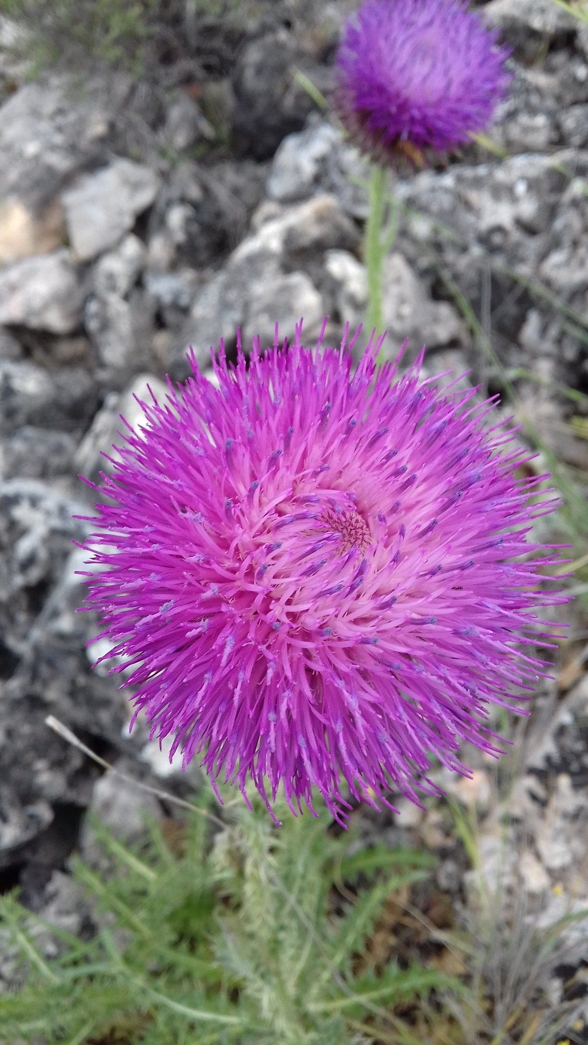 Carduus nutans subsp. platypus (Lange) Greuter
