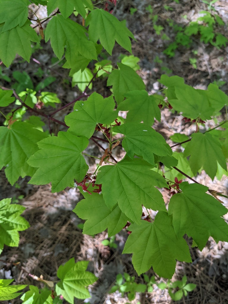 Vine Maple from Chelan County, WA, USA on May 15, 2021 at 09:13 AM by ...