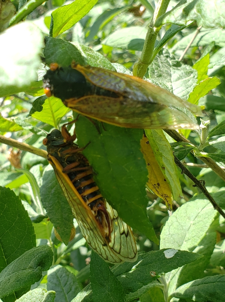 Pharaoh Cicada from Wayland St, Oakton, VA 22124, USA on May 23, 2021 ...