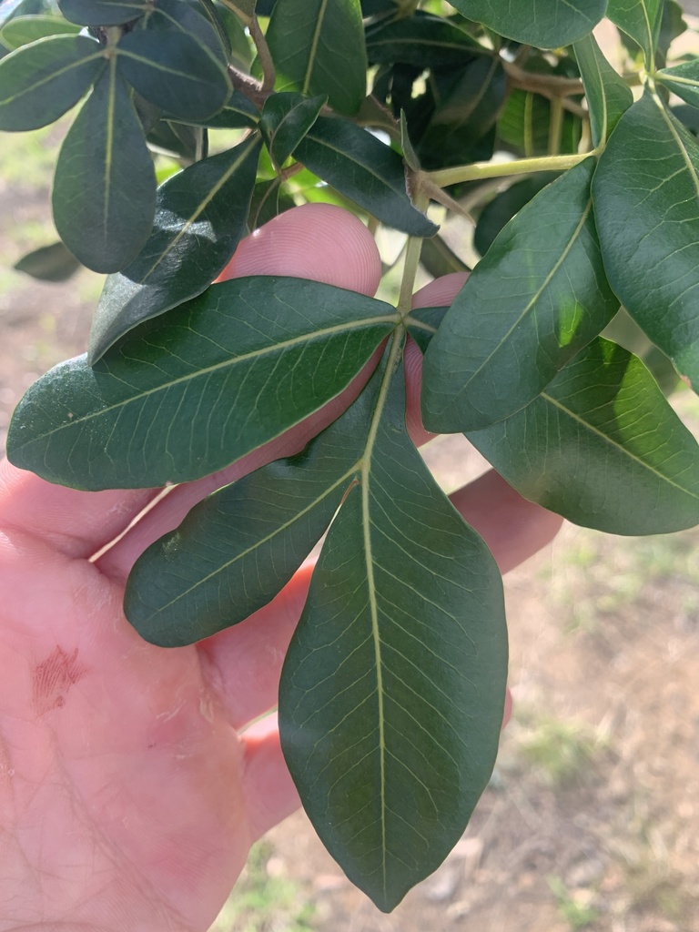 Flindersia collina from Rosewood Laidley Road, Laidley South, QLD, AU ...