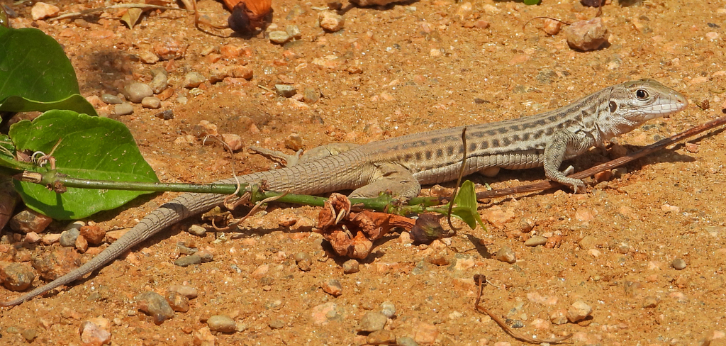 Plateau Spotted Whiptail in May 2021 by Matt Walter · iNaturalist