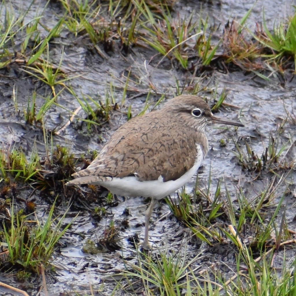 Common Sandpiper from Littleborough OL15 0LG, UK on May 22, 2021 at 11: ...