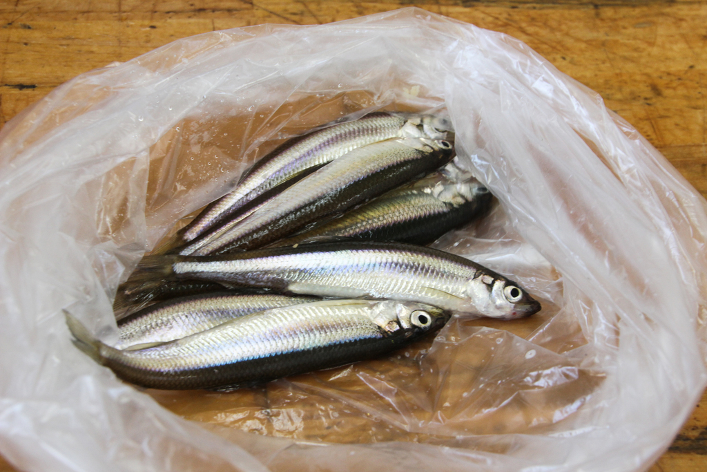 Japanese Pond Smelt (Hypomesus nipponensis) - Marine Life Identification