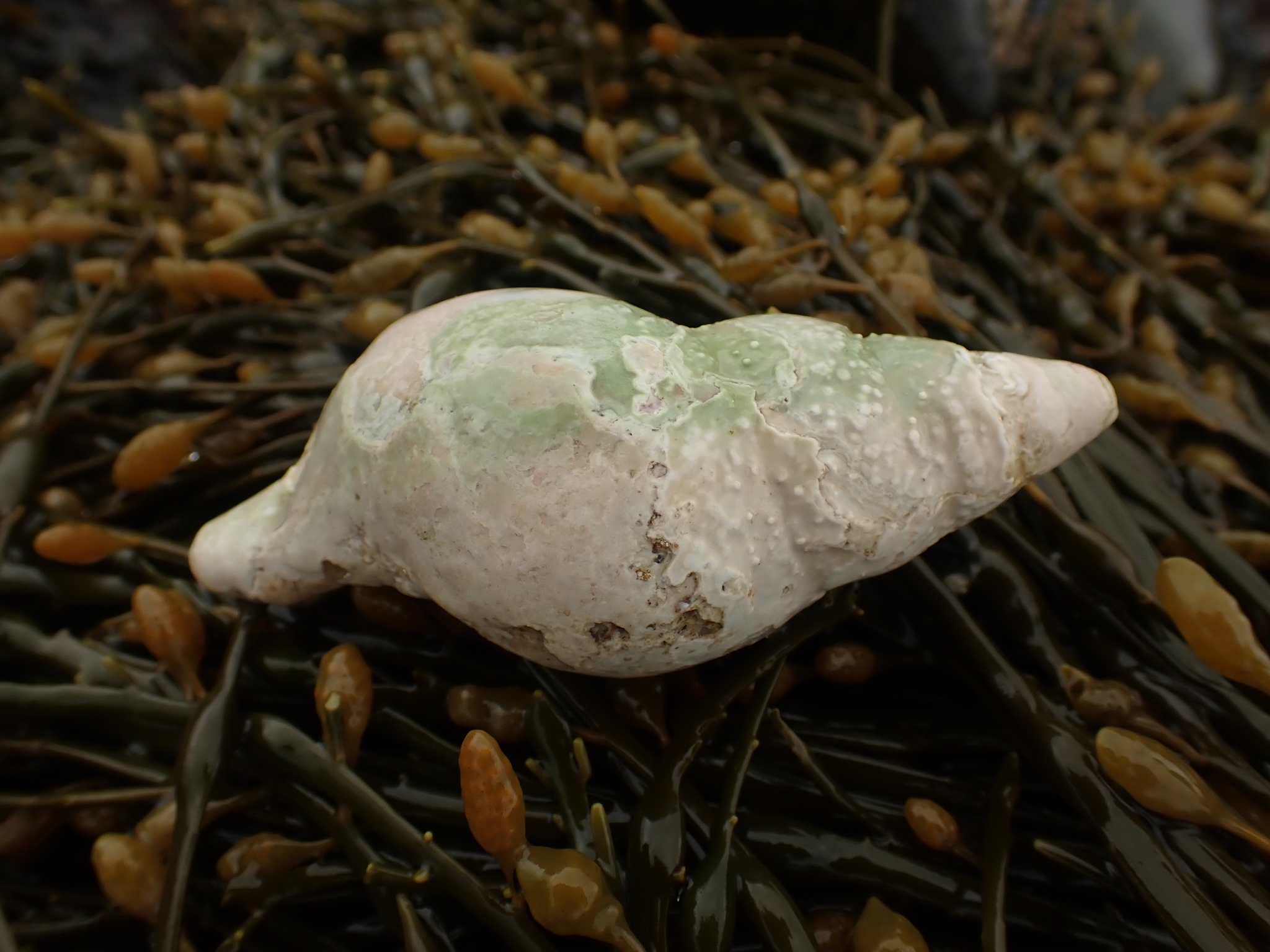 Colus stimpsoni (Mörch, 1868)