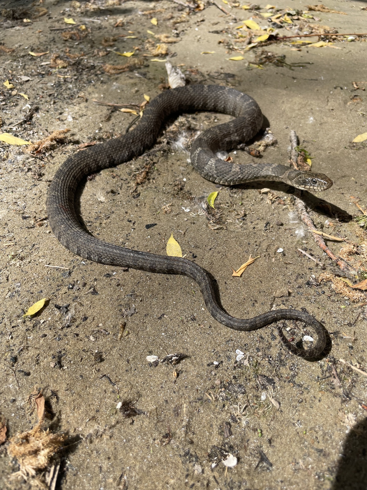 Nerodia sipedon insularum (Conant & Clay, 1937)