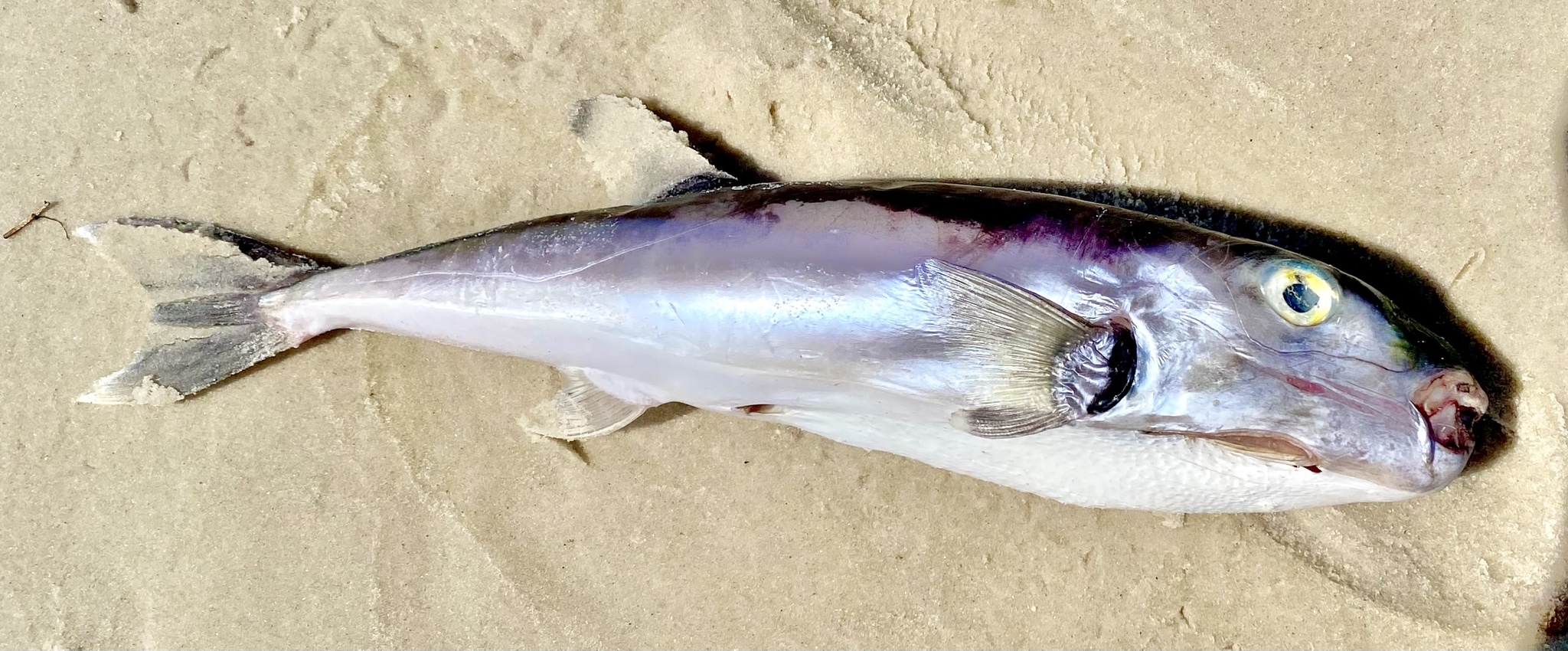 Lagocephalus laevigatus (Linnaeus, 1766)