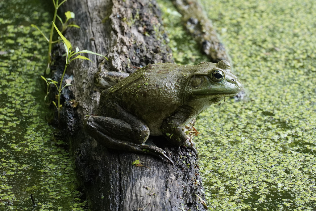 American Bullfrog from 4949 Tealtown Rd, Milford, OH 45150, USA on May ...