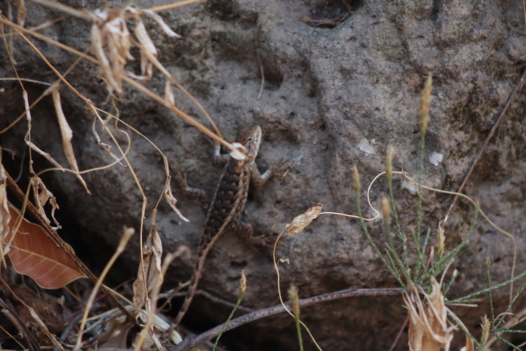 White-bellied Rough Lizard from Guadalajara, Jal., México on May 22 ...