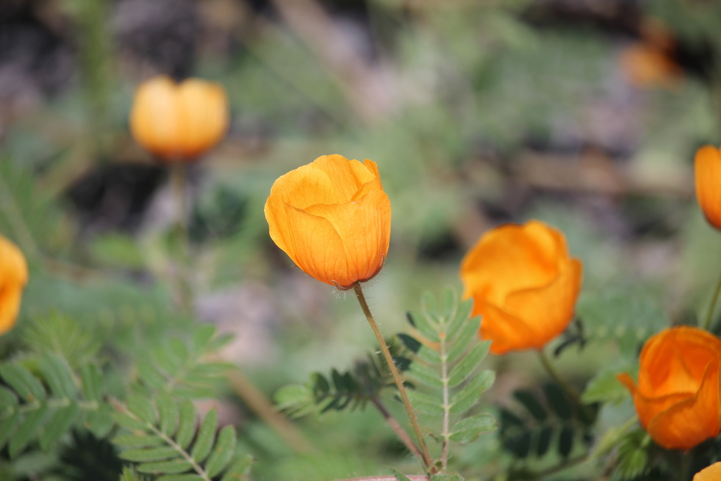 caltrops and ratanies (Zygophyllales) - Botanical Realm
