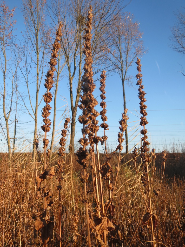 Purple Loosestrife (Noxious Weeds of Colorado) · iNaturalist